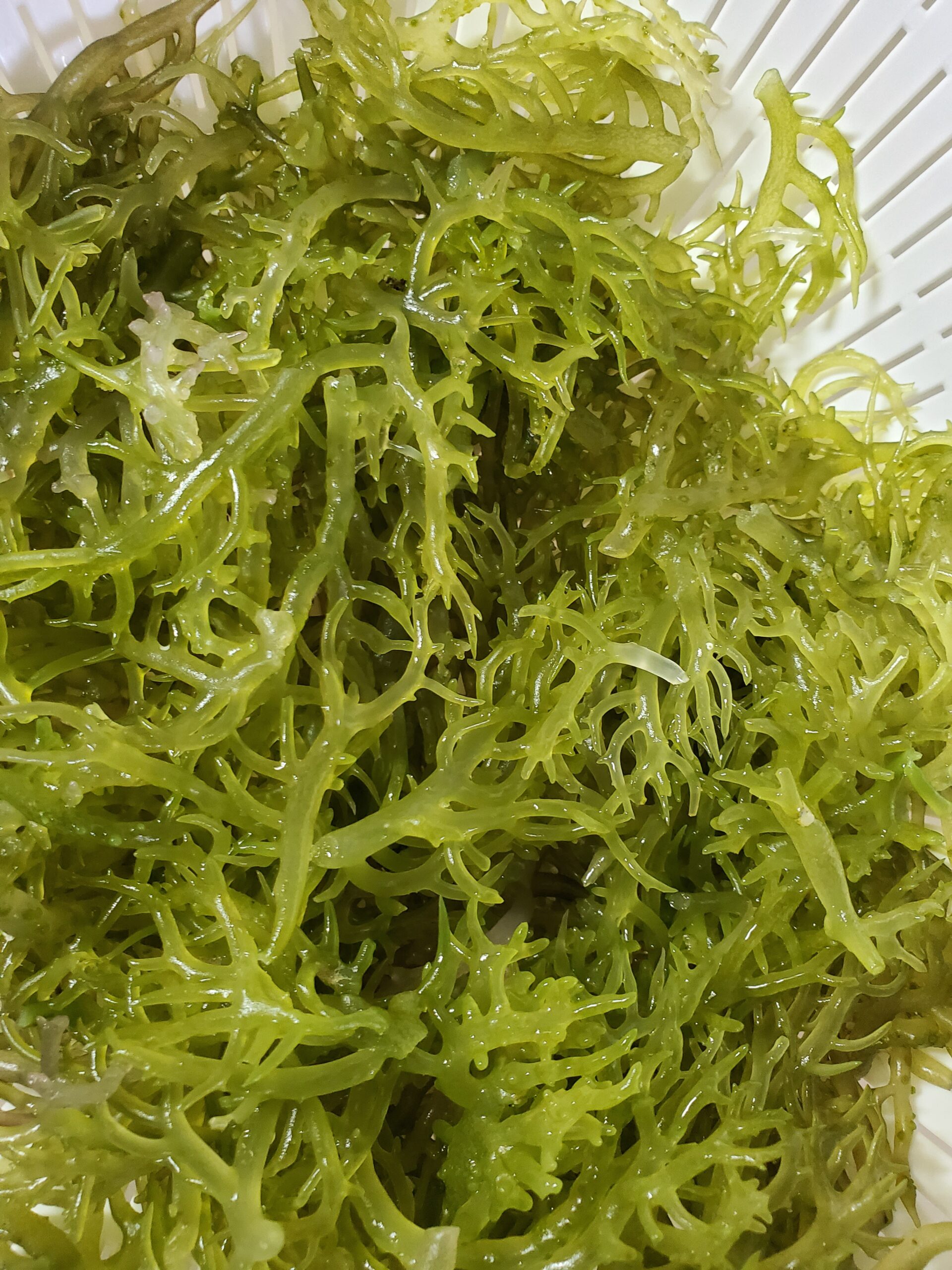 20230423_170944 – Spring Knowledge Lab Inc.